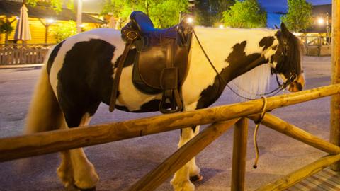 Pony Rides | Disneyland Paris