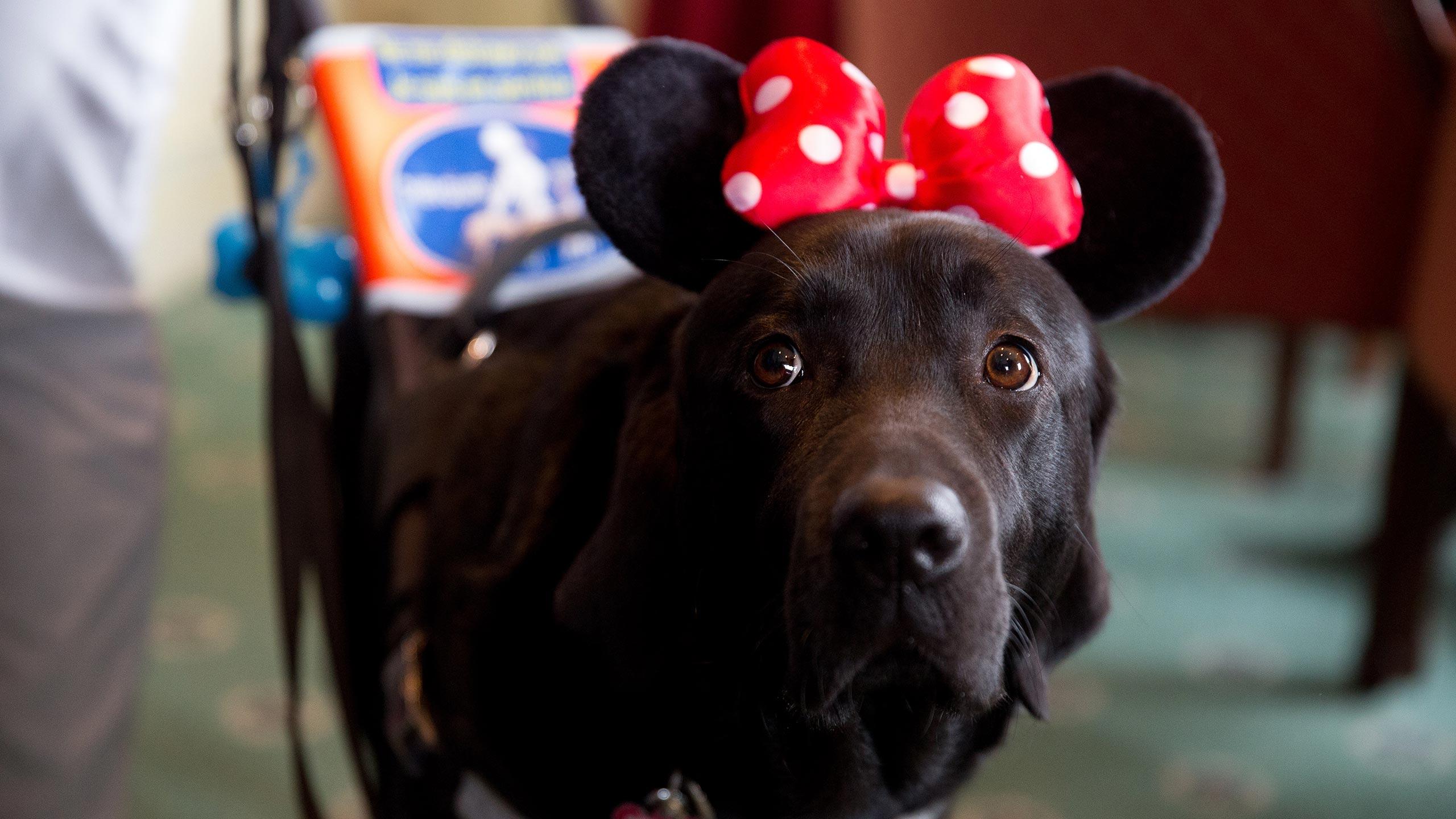 Se Permiten Perros Dentro Del Parque Disneyland