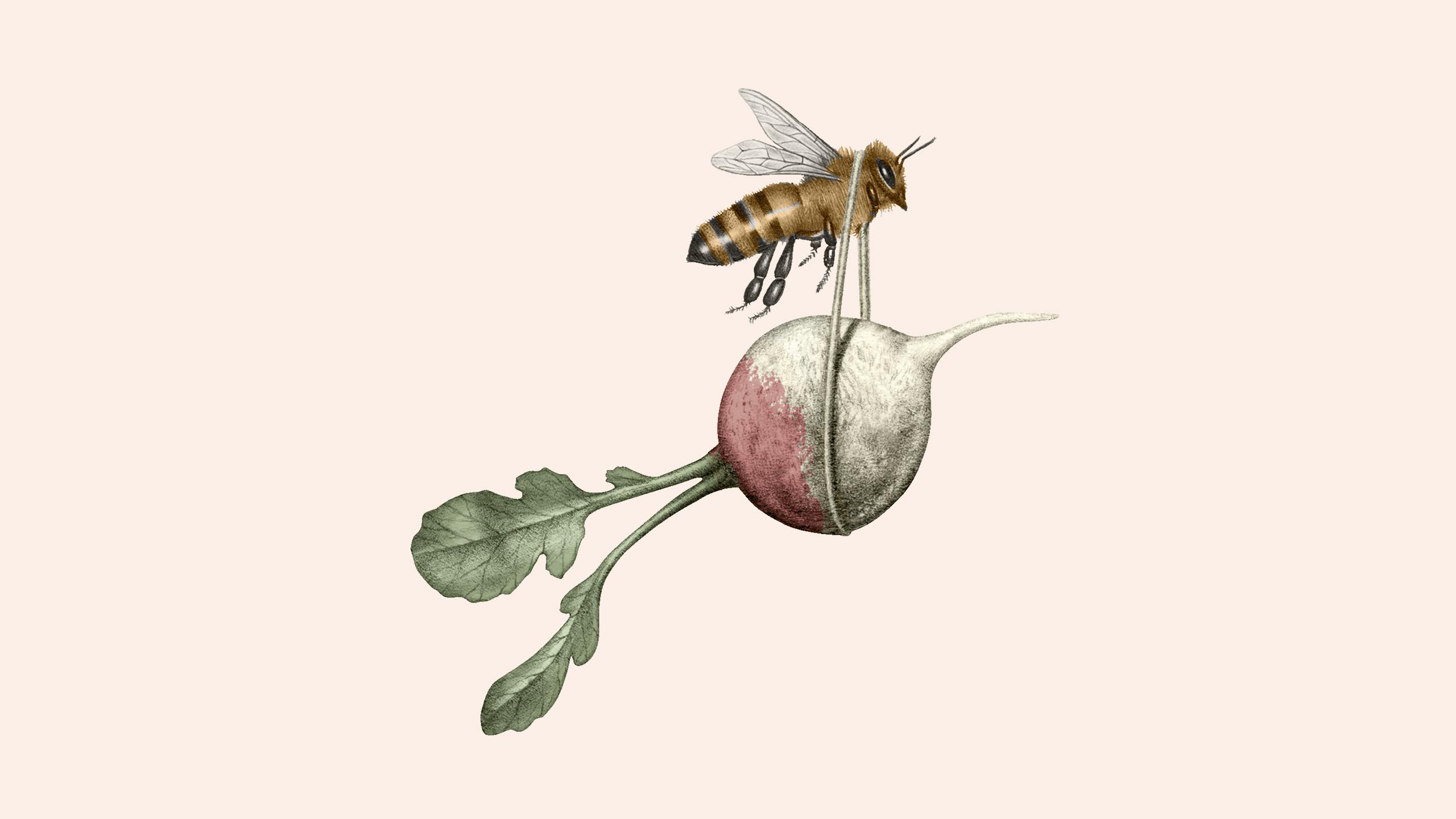 La Forêt Secrète par Jean Imbert | Disneyland Paris